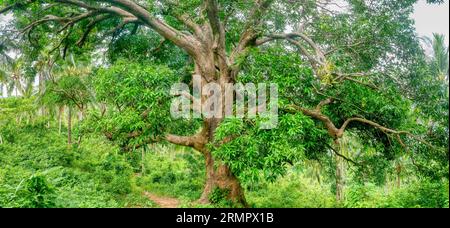 A large mango tree (Mangifera indica) in grassland farm, Central Kenya ...