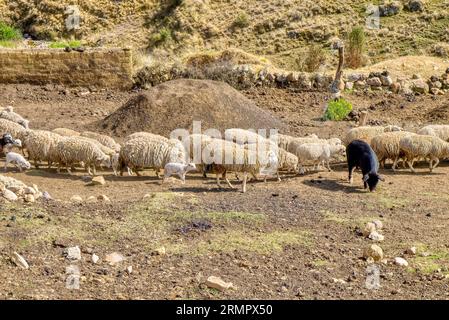 Flock of sheep walking across dry ground near ancient Roman aqueduct ...