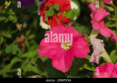pretty pink petunias, unedited photo taken by Asia Koppenberg Stock ...