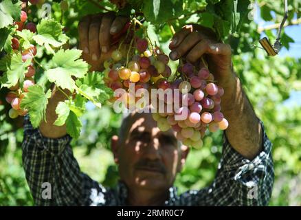 Damascus, Syria. 29th Aug, 2023. A farmer harvests grapes in the ...