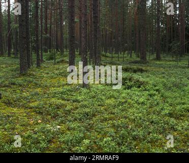 natural landscape, pine boreal forest with moss undergrowth, coniferous ...