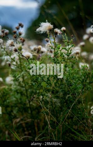 A patch of Milk Thistle, with thistledown seeds, on a field edge in ...