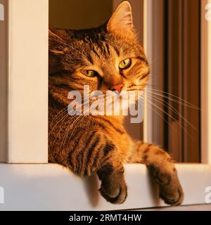 Cute cat sits by the window at sunset Stock Photo - Alamy