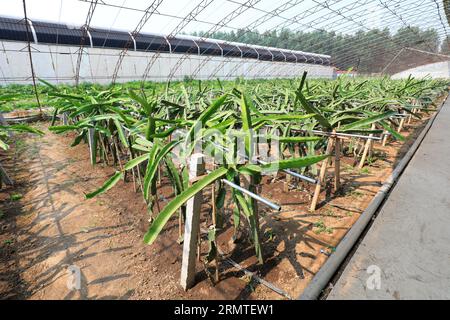 Pitaya greenhouse planting greenhouse in the farm Stock Photo - Alamy