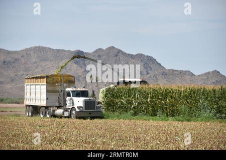 Buckeye, AZ. USA. CLAAS JAGUAR 980 harvester & CRANE TRACTOR harvesting ...