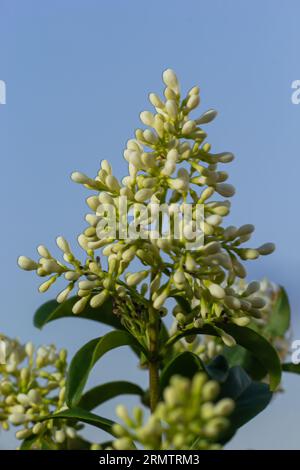 Privet flowers on white background, close up Stock Photo - Alamy
