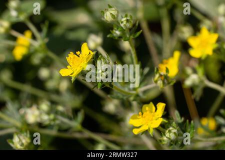 Spring-finger herb, Potentilla neumanniana, Potentilla tabernaemontani ...