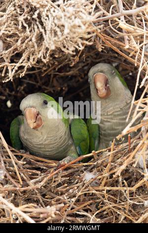 Pair of monk parakeets in a nest amidst the steel beams of a ...