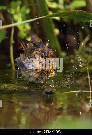 Robin ( Erithacus rubecula ) immature bathing in pond Stock Photo - Alamy