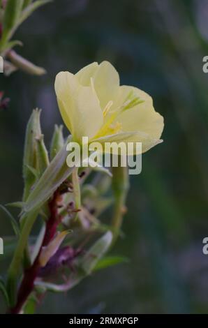 Common Evening Primrose, Oenothera villosa Stock Photo - Alamy