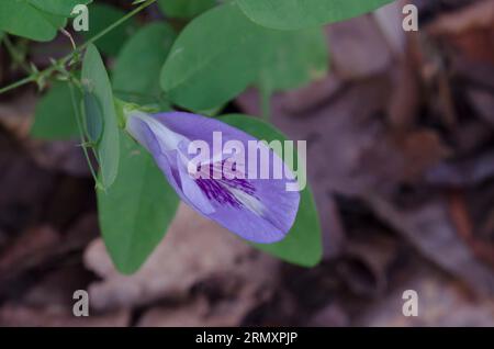 Atlantic pigeonwings, Clitoria mariana Stock Photo - Alamy
