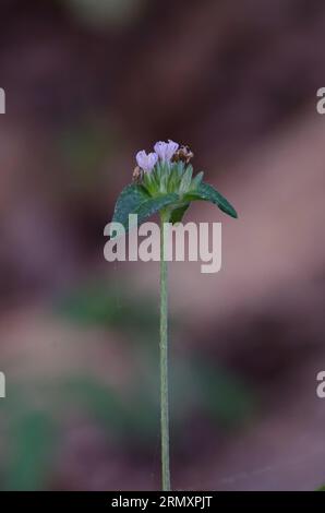 Carolina Elephantsfoot, Elephantopus carolinianus Stock Photo - Alamy