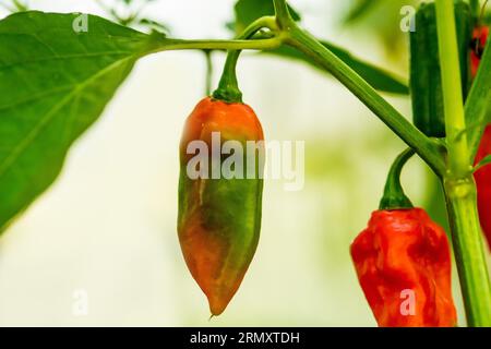 The ghost pepper Bhut Jolokoa with ripe fruits Stock Photo - Alamy