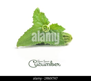 Young leaves and tendril of cucumber. Cucumber plant. The plants in the ...