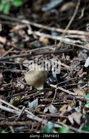 Wolf-fart Puffball (Lycoperdon pyriforme) mushrooms, Netherlands Stock ...