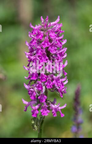 Close up of wood betony hummelo (stachys officinalis) flowers in bloom ...
