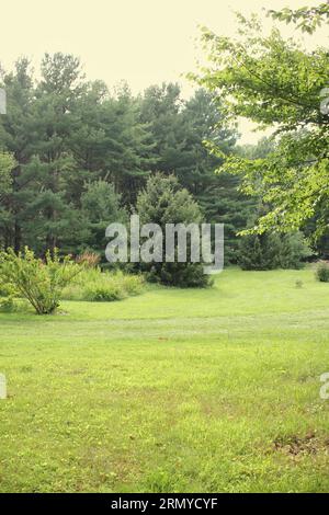 A simple bush growing in the overgrown sunny summer meadow in a black ...