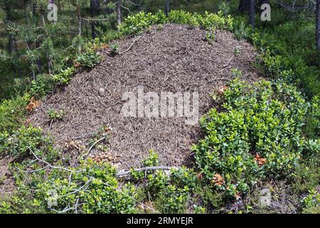 Ant hill colony at Lesjaverk, Innlandet,Norway. An ant colony is a ...