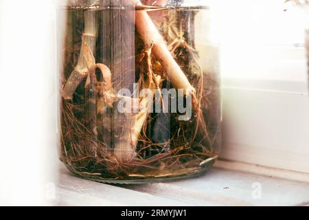 Indoor window planting rooting in glass bottle fibrous roots grow Stock ...