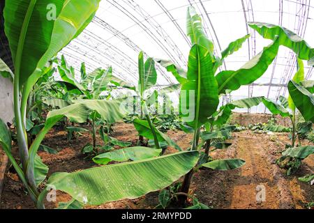 banana trees in greenhouses, North China Stock Photo - Alamy
