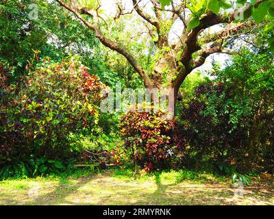 Naha, Okinawa, South East Asia - Blue Zones Stock Photo - Alamy