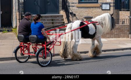 Gypsy rides horse and trap in Redcar UK Stock Photo - Alamy