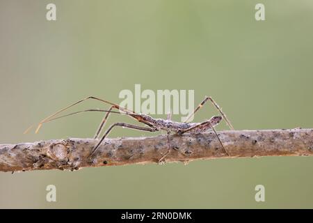 Assassin Bug Nymph of the Tribe Harpactorini Stock Photo - Alamy
