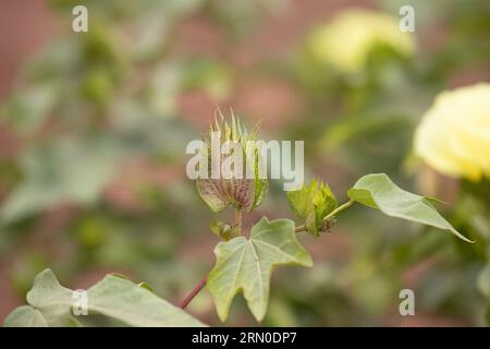 Upland Cotton Plant of the species Gossypium hirsutum Stock Photo - Alamy