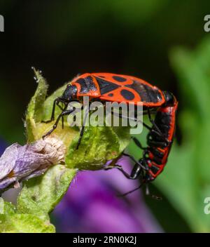 Firebug (Pyrrhocoris apterus) mating in Spring garden, Swiss Alps Stock ...