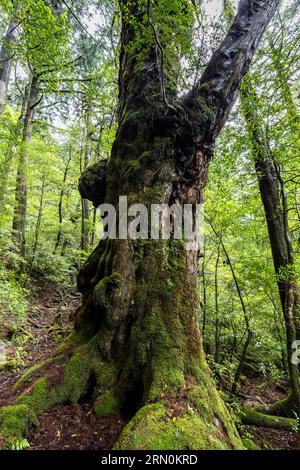 Buddhasugi(Buddha cedar tree), moss, old giant tree, estimated 1800 ...
