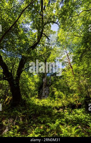 Jomonsugi(Jomon cedar tree), oldest and largest yakushima's cedar ...