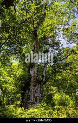 Jomonsugi(Jomon cedar tree), oldest and largest yakushima's cedar ...