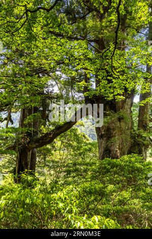 Two giant cedar tree in the Cloister Garden with arcaded covered ...