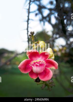 Close up Cannonball tree flowers,Couroupita guianensis,Couroupita ...