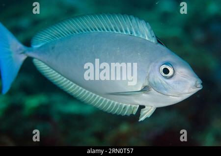 Sleek Unicornfish (Naso hexacanthus), Dropoff dive site, Seraya ...