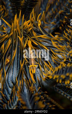 Ambon Crinoid Shrimp, Periclimenes amboinensis, on Crinoids, Comatulida ...