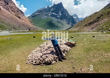 Fresh pile of sheep wool, Warwan Valley, Kashmir, India Stock Photo - Alamy
