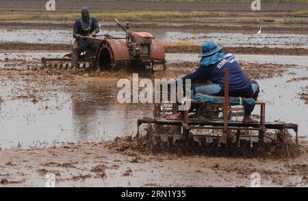 Farmers clear their rice field using a tractor plough, instead of the ...