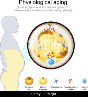 aging process. Frailty Biomarkers. Cellular senescence. Epigenetic ...