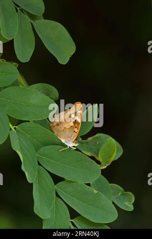Lesser Purple Emperor (Apatura iris) FR France August 2023 Stock Photo ...