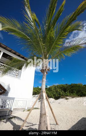 Tree Supports-young trees being supported by wooden stakes Stock Photo ...
