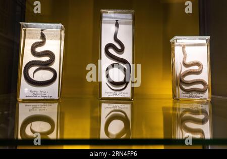 Adder Vipera berus sweden swedish snakes snake poisonous European viper ...