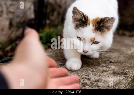 Close up hand trying touch cat Stock Photo - Alamy