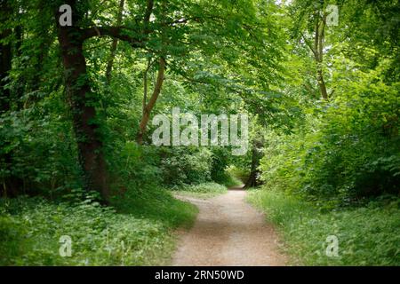 Forest path, deciduous forest, Dammer Berge, Damme, Lower Saxony ...