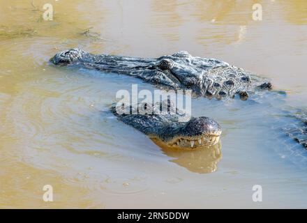 This female alligator catpured cozying up to a massive bull aligator ...