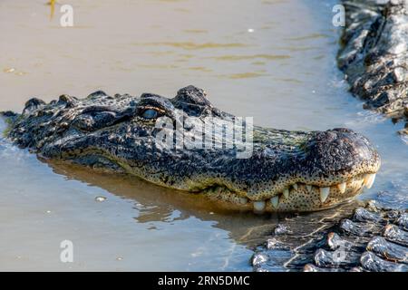This female alligator catpured cozying up to a massive bull aligator ...