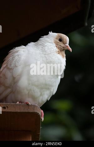 Southern German blackbird (Columba livia domestica), yellow, sitting on ...