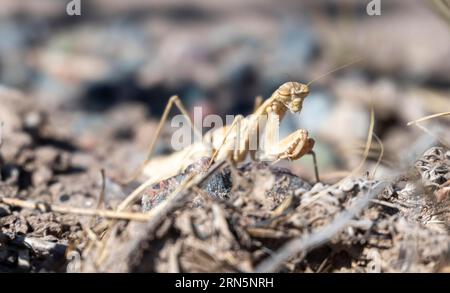 Praying mantis in dry grass, Chuy Province, Kyrgyzstan Stock Photo - Alamy