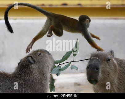 (150702) -- SAITAMA, July 2, 2015 -- A capybara eats with squirrel ...