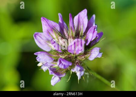 Common asp clover (Bituminaria bituminosa), macro, flower, Zingaro ...